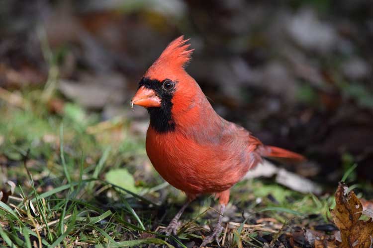 NICHES Zoom Presentation: Birding 101 by Roxie Easter - NICHES Land Trust