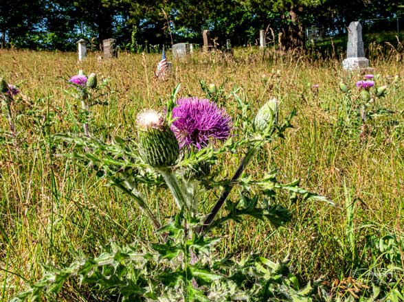 Sand Ridge Cemetery Spring Cleaning - NICHES Land Trust
