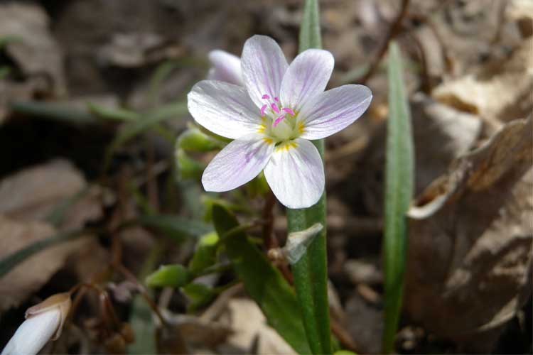 NICHES Zoom Presentation: Spring Woodland Wildflowers by Dan Childs ...